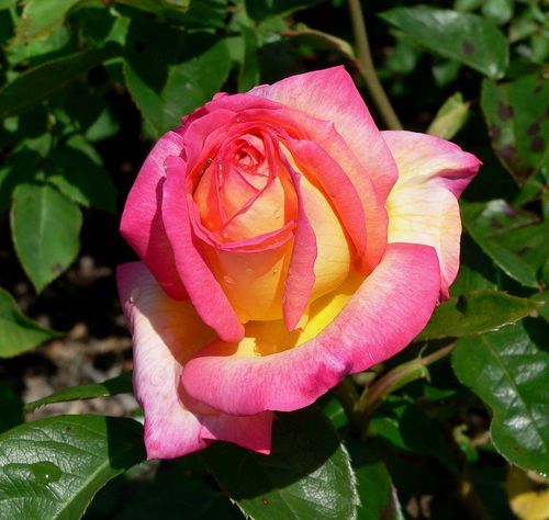 Rosa (botanica) | Tutor Marco Loiodice's Column - Cafetalk