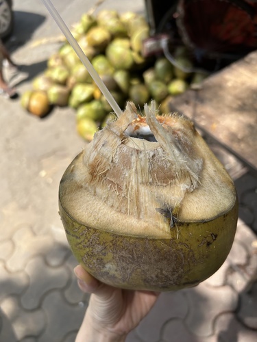 インドのココナツジュースは体にいい | 講師 Mirch 的專欄